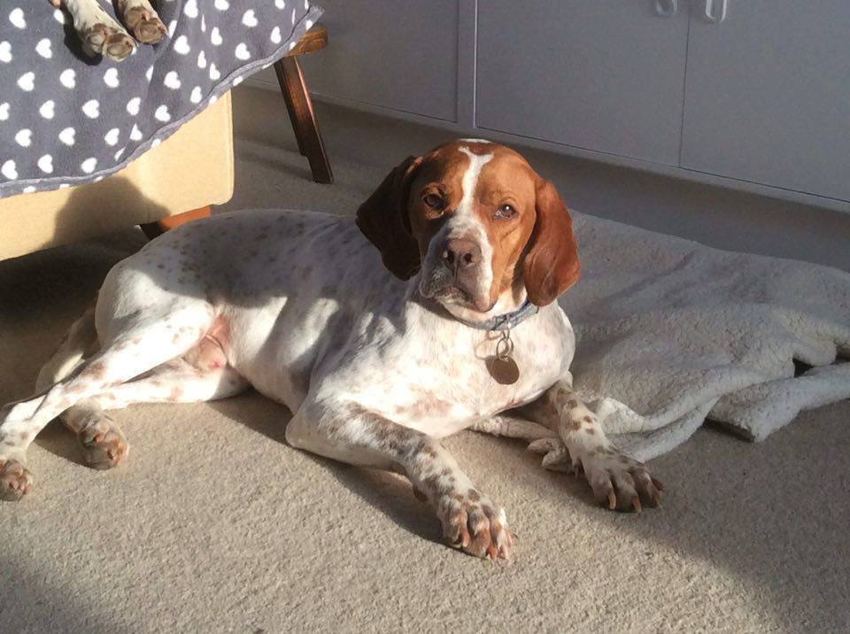 Home Checking - Pointers In Need (English Pointer Rescue & Rehoming)