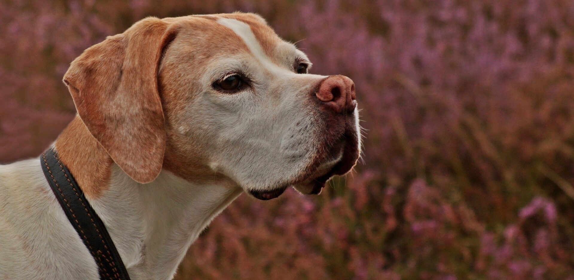 Help Us - Pointers In Need (English Pointer Rescue & Rehoming)
