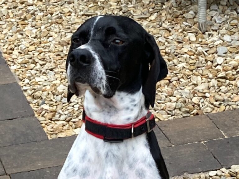 Kimi – a rehoming story - Pointers In Need (English Pointer Rescue ...
