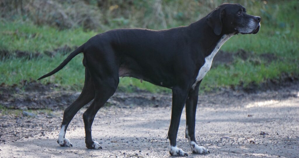 Pointers - Pointers In Need (English Pointer Rescue & Rehoming)