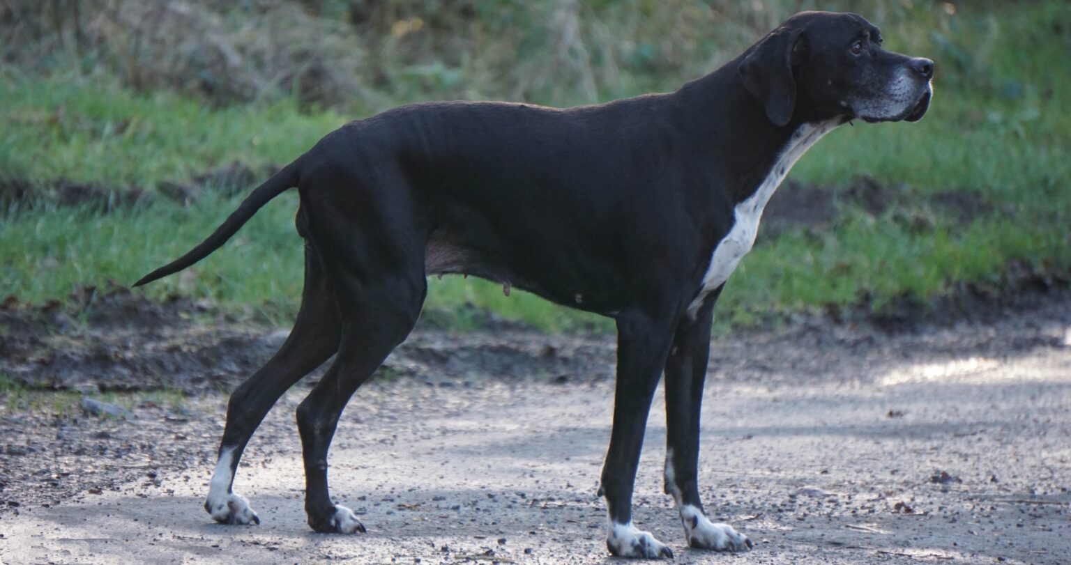 Pointers - Pointers In Need (English Pointer Rescue & Rehoming)