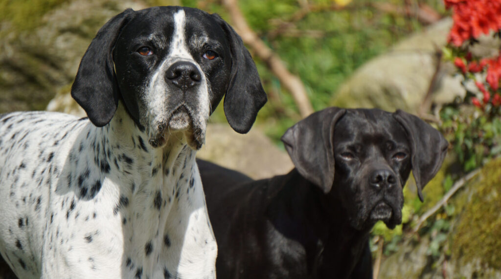 Home - Pointers In Need (English Pointer Rescue & Rehoming)