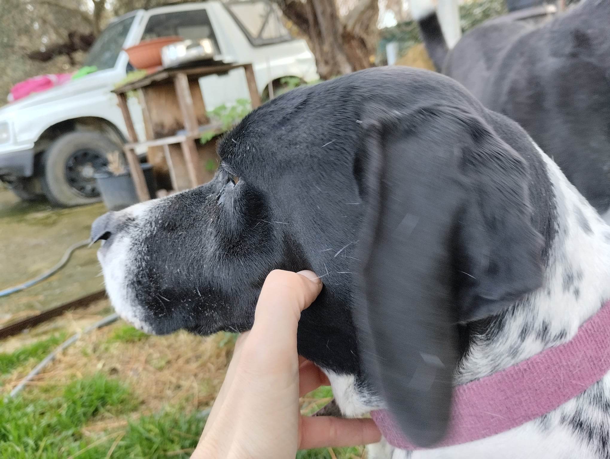 Linda (Greece) - Pointers In Need (English Pointer Rescue & Rehoming)