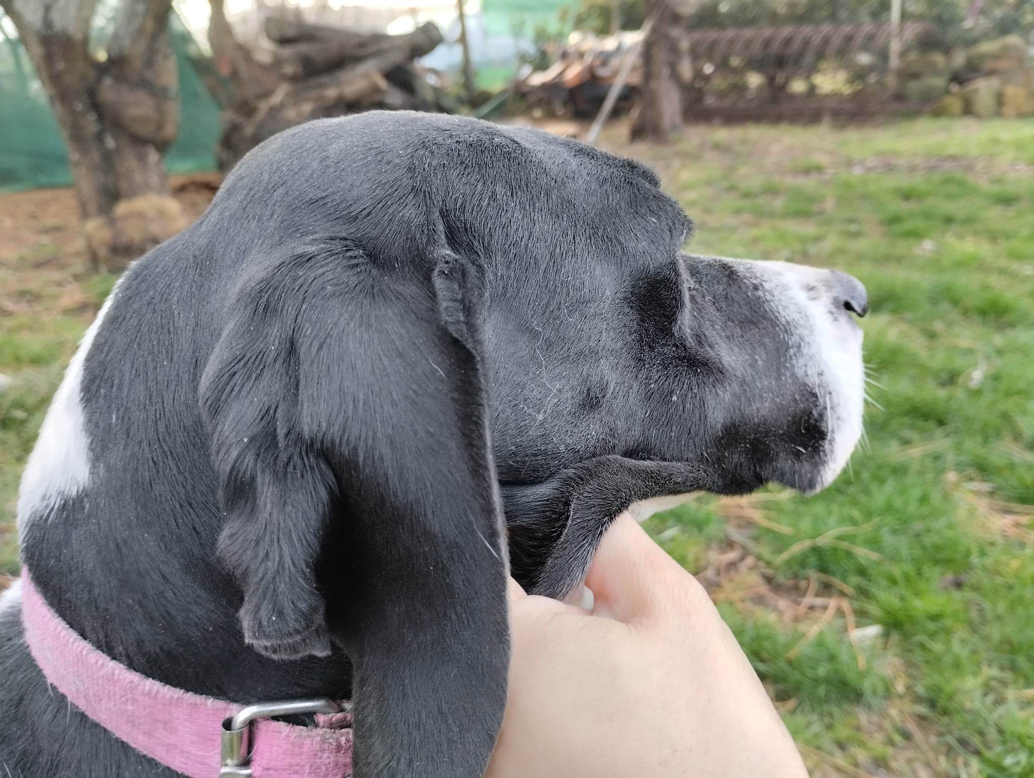 Linda (Greece) - Pointers In Need (English Pointer Rescue & Rehoming)