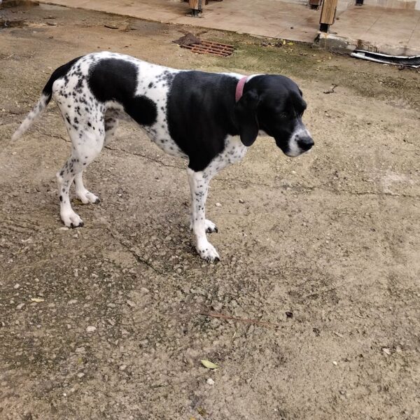 Linda (Greece) - Pointers In Need (English Pointer Rescue & Rehoming)