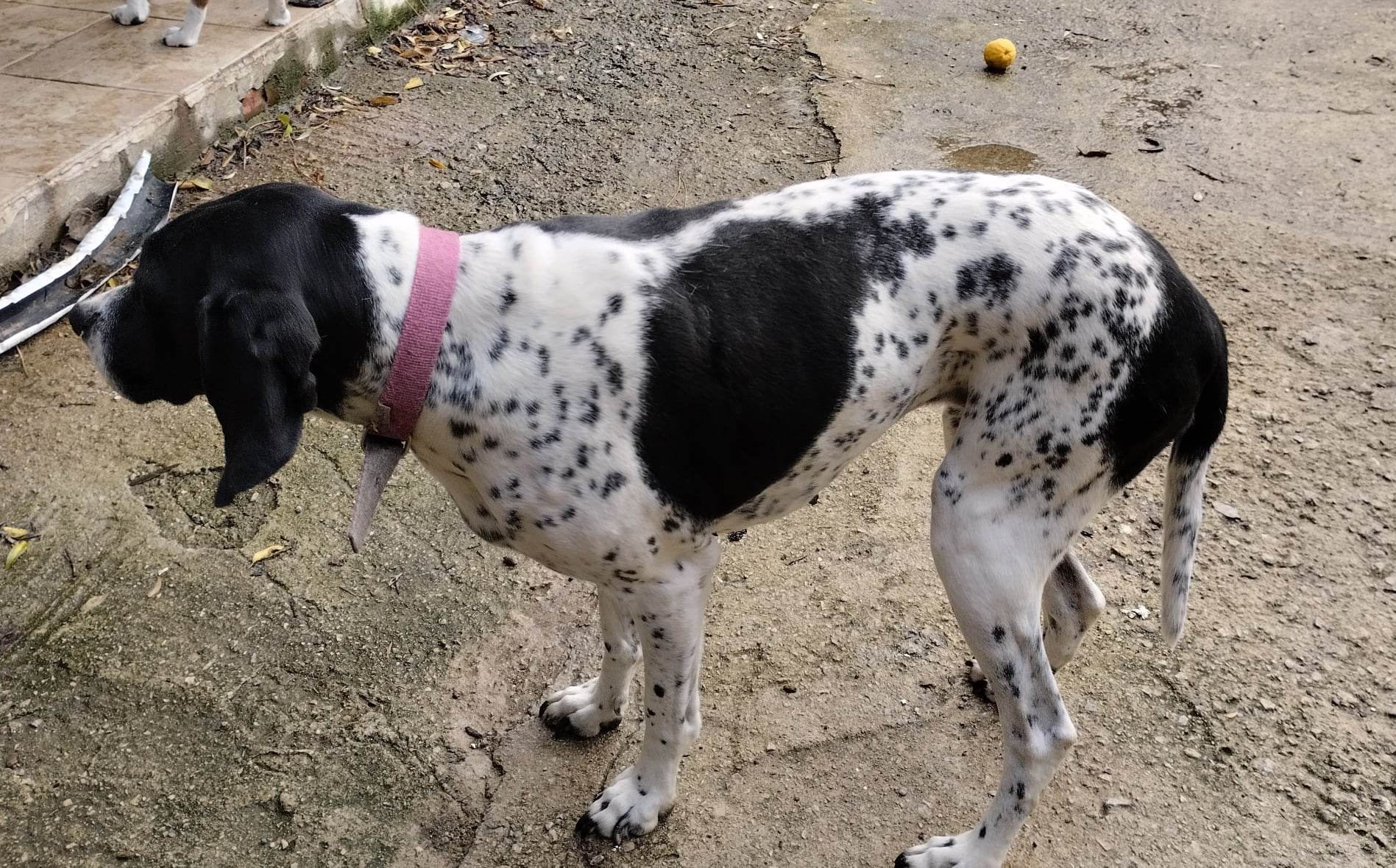 Linda (Greece) - Pointers In Need (English Pointer Rescue & Rehoming)