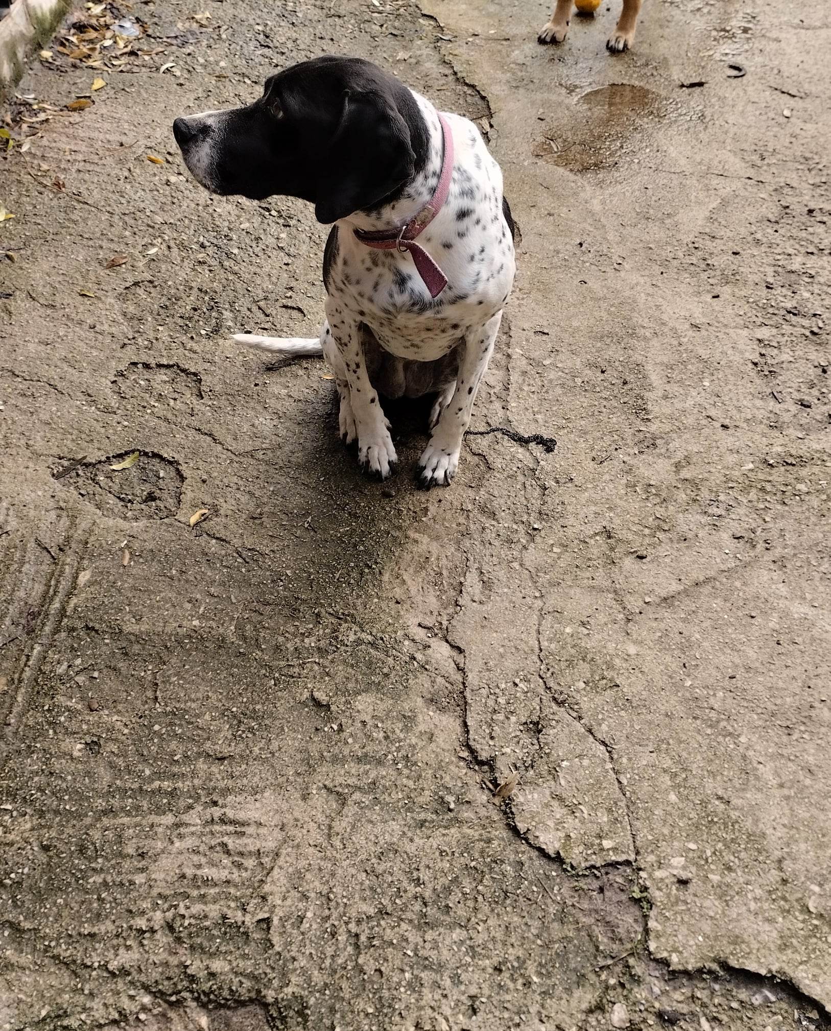 Linda (Greece) - Pointers In Need (English Pointer Rescue & Rehoming)