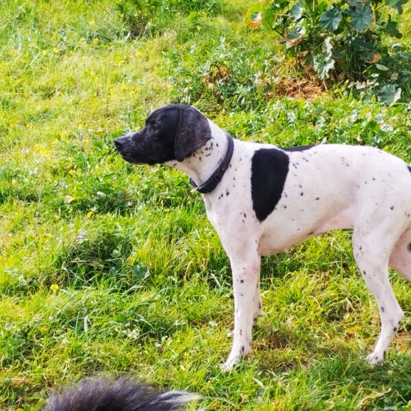 Maia - Pointers In Need (English Pointer Rescue & Rehoming)