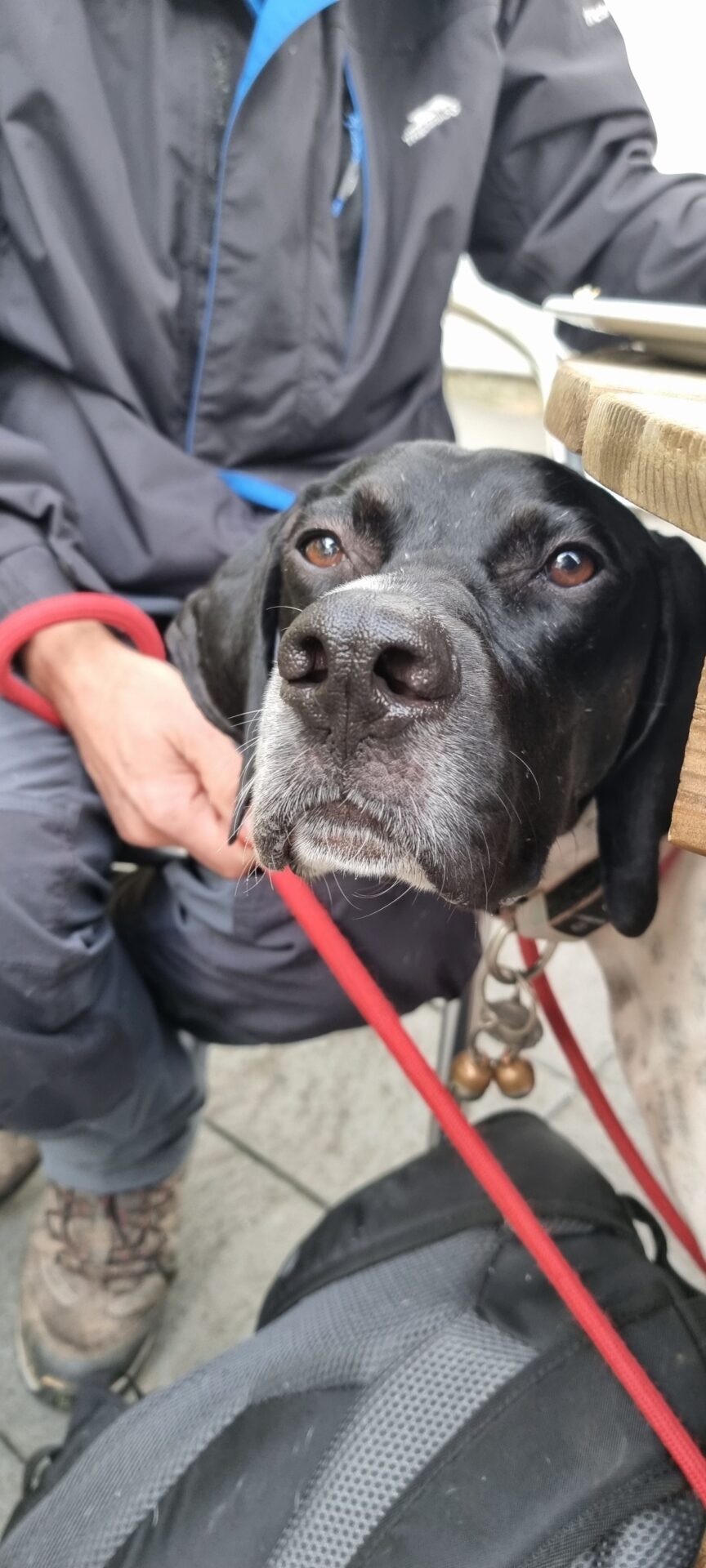 New hope for Ladybird - Pointers In Need (English Pointer Rescue ...
