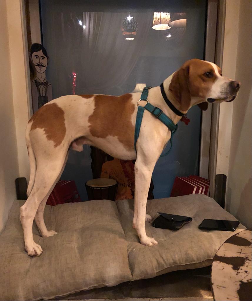 Lord - Pointers In Need (English Pointer Rescue & Rehoming)