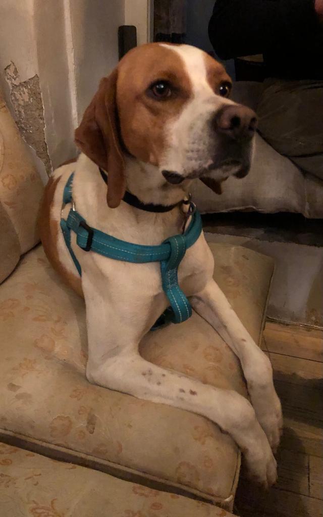 Lord - Pointers In Need (English Pointer Rescue & Rehoming)