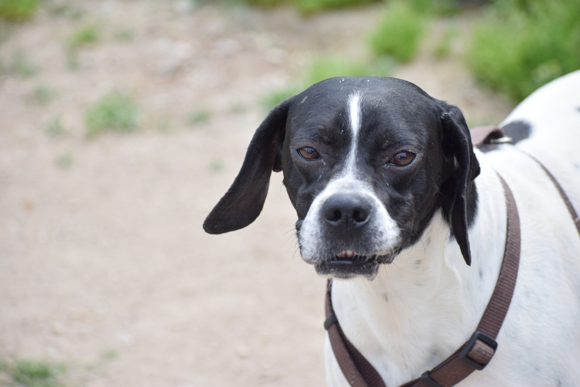 Betty - Pointers In Need (English Pointer Rescue & Rehoming)