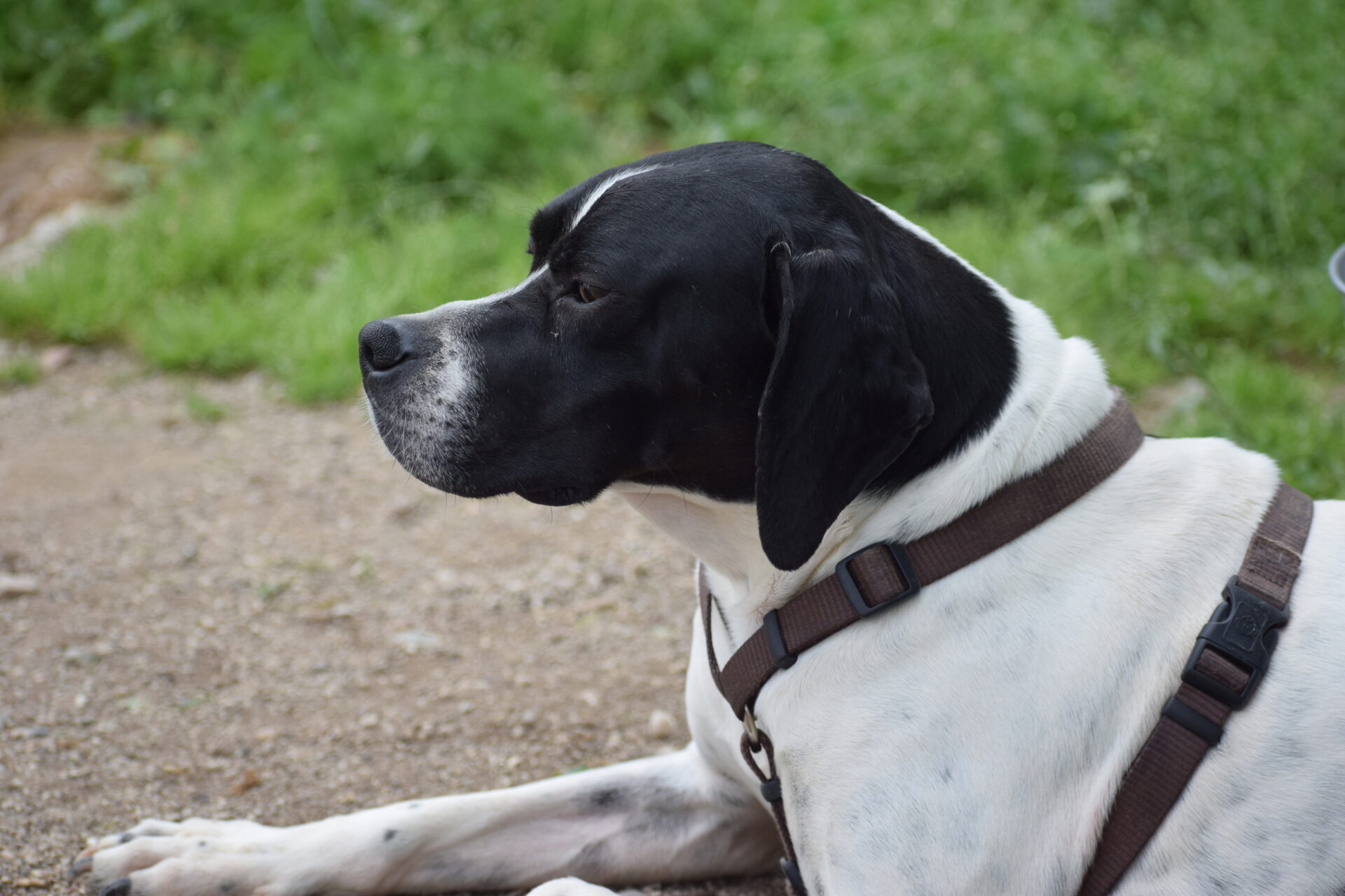 Betty - Pointers In Need (English Pointer Rescue & Rehoming)