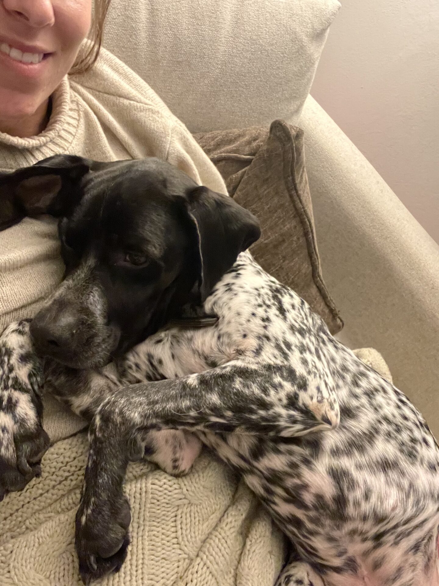 Mischievous looking Ben is now lord of the manor - Pointers In Need (English Pointer Rescue ...