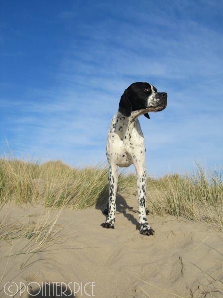 Community Catch Ups - Booking Now Open - Pointers In Need (English ...