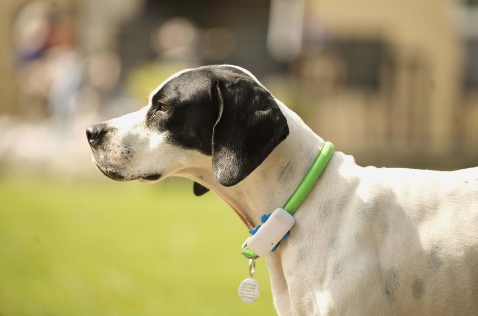 Sunday's Odyssey - Pointers In Need (English Pointer Rescue & Rehoming)