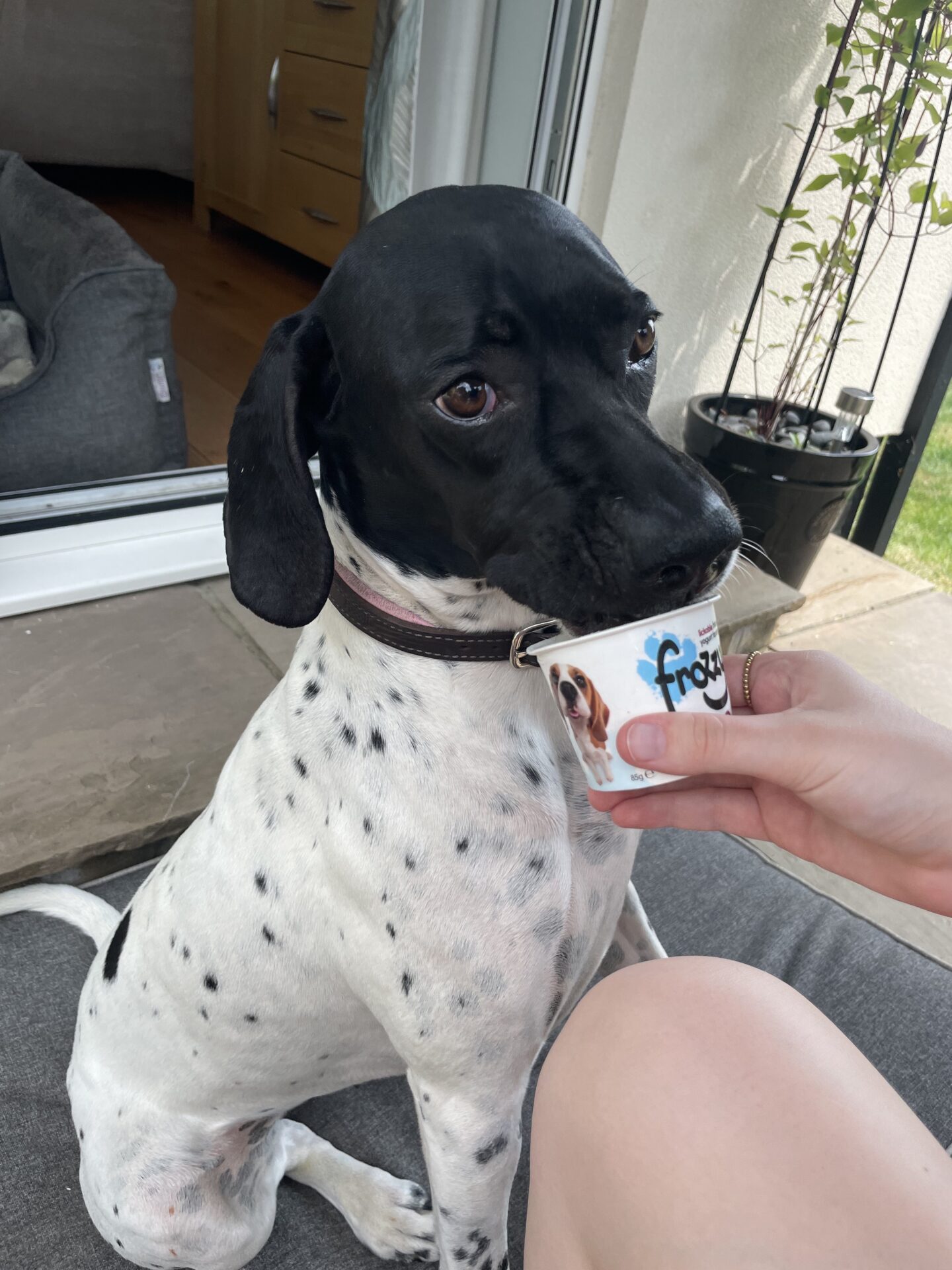 Pocket rocket Lyla takes off! - Pointers In Need (English Pointer ...