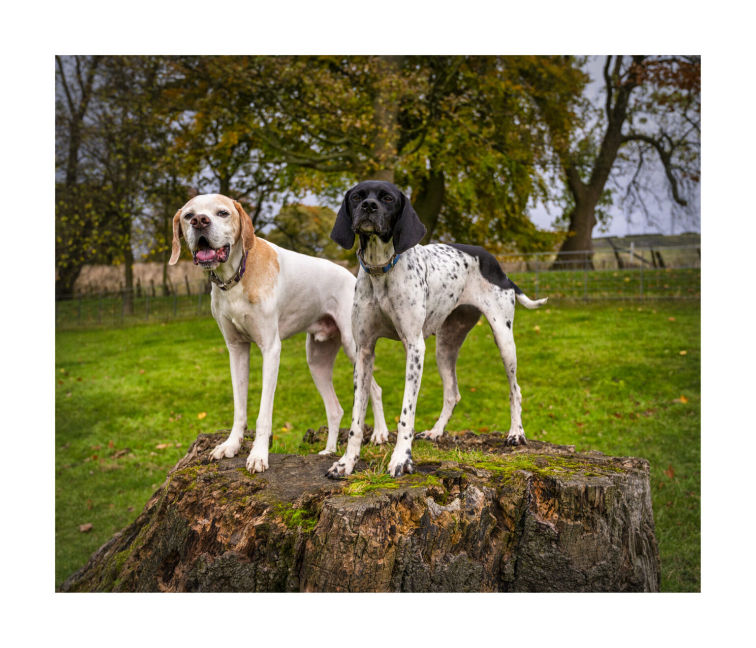 Nala finds her perfect companion and a love of running - Pointers In ...