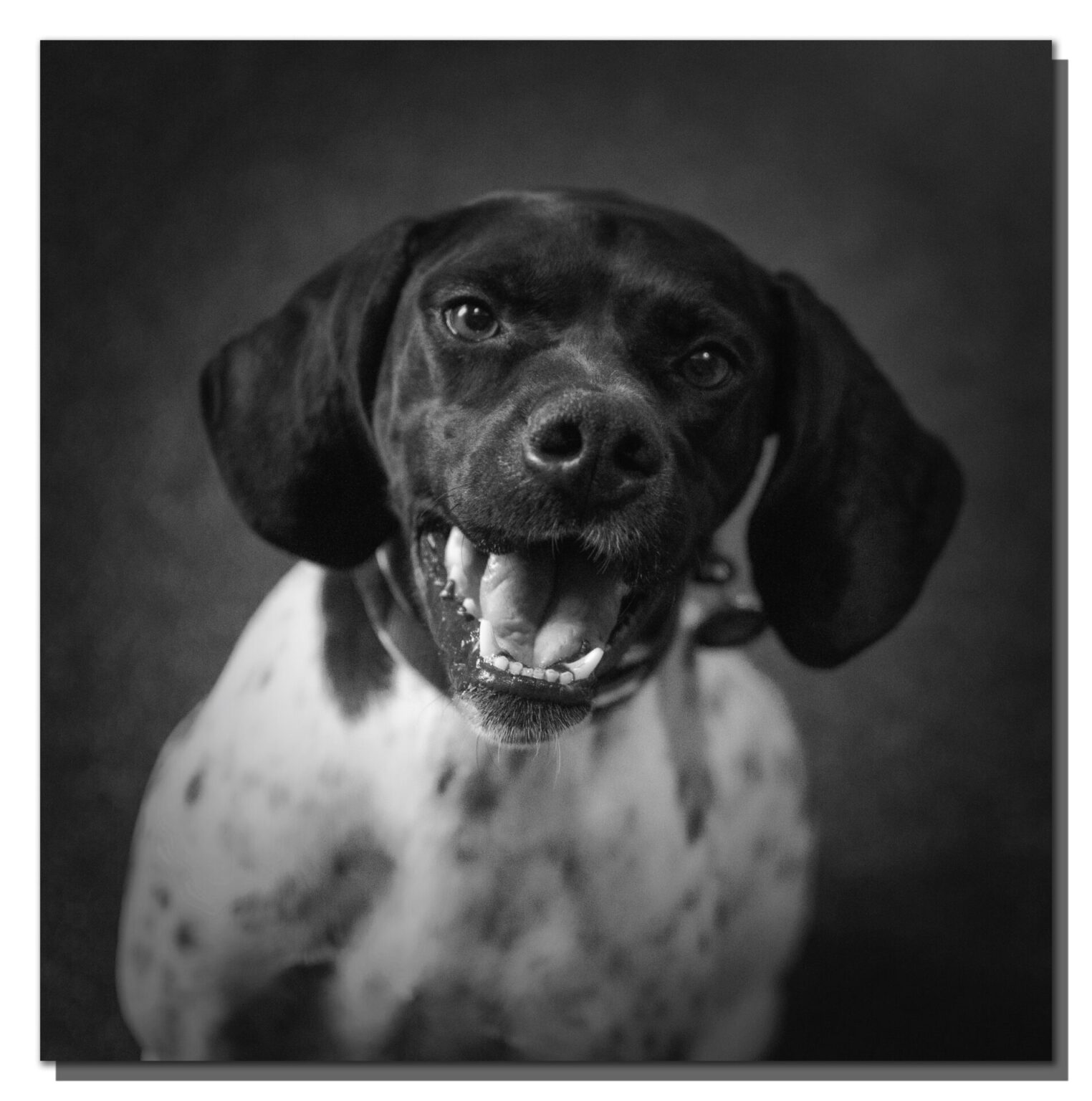 Nala finds her perfect companion and a love of running - Pointers In ...