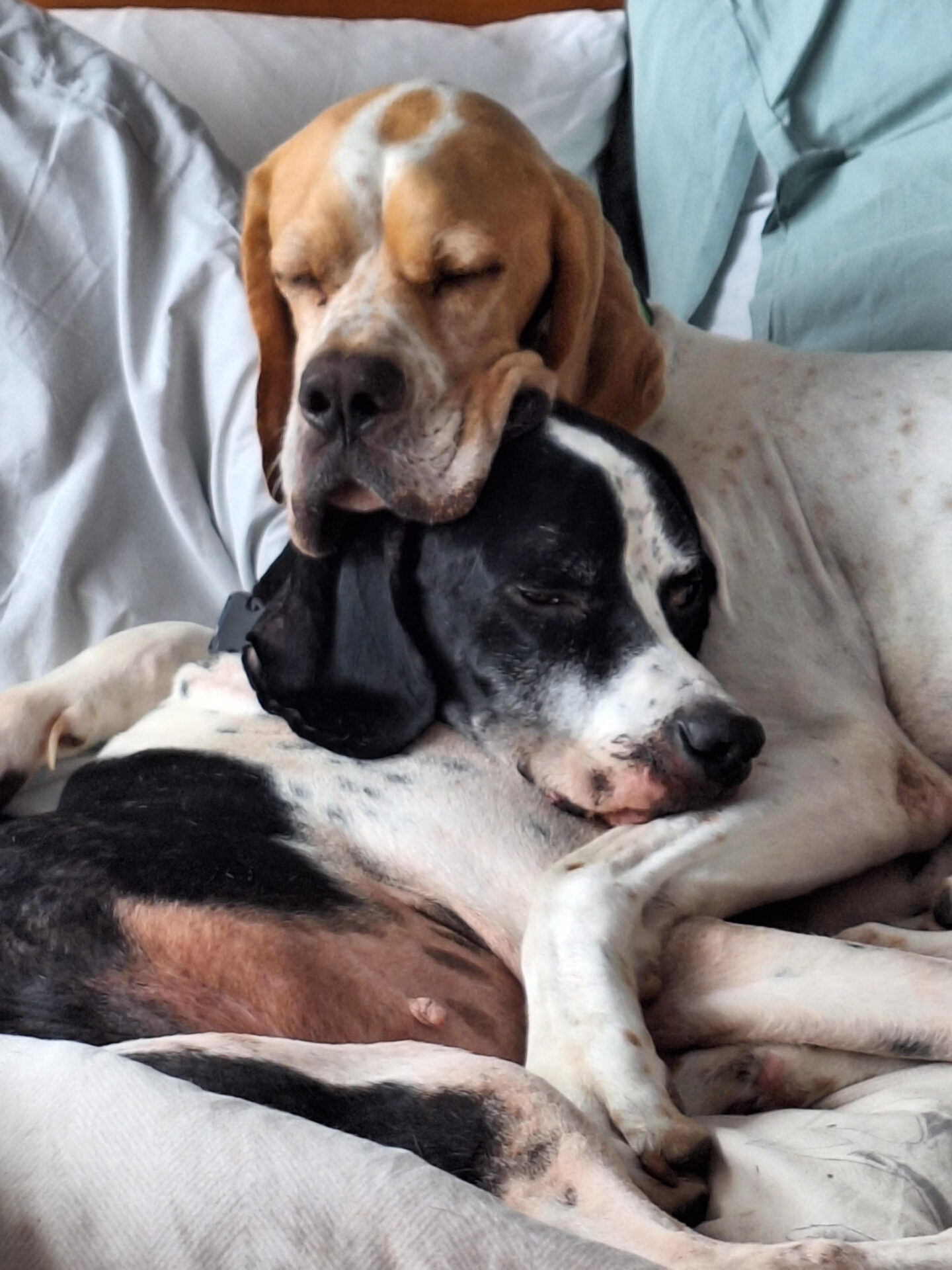 Scruffy and George, the Pointers who filled a hole in their new owners ...