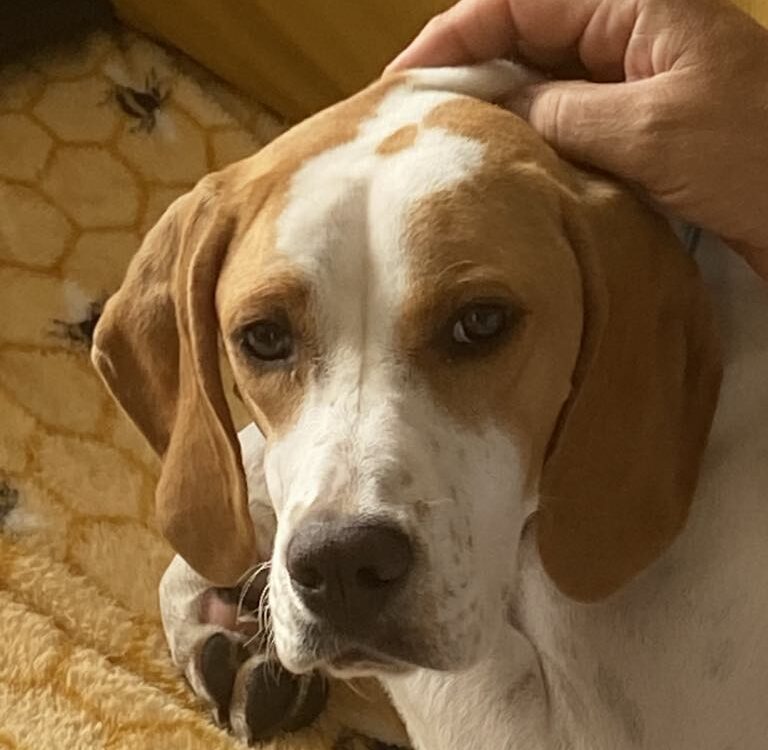 Ruby and Pearl, the Pointer sisters (part 1) - Pointers In Need ...