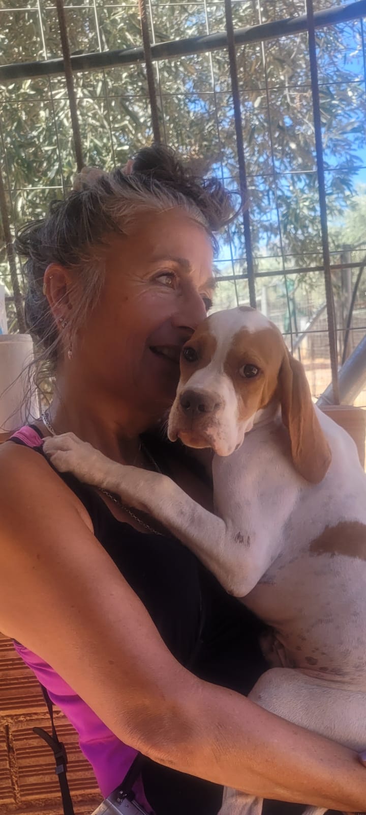 Eight years of rescuing Pointers - Pointers In Need (English Pointer ...