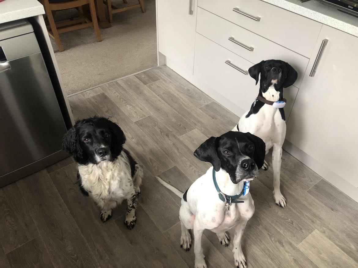 Ben’s happy ending - Pointers In Need (English Pointer Rescue & Rehoming)