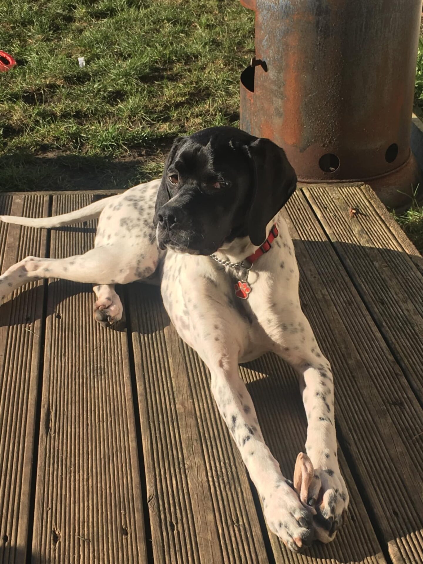 Bandit: The Frightened Puppy who Stole a Heart - Pointers In Need (English Pointer Rescue ...