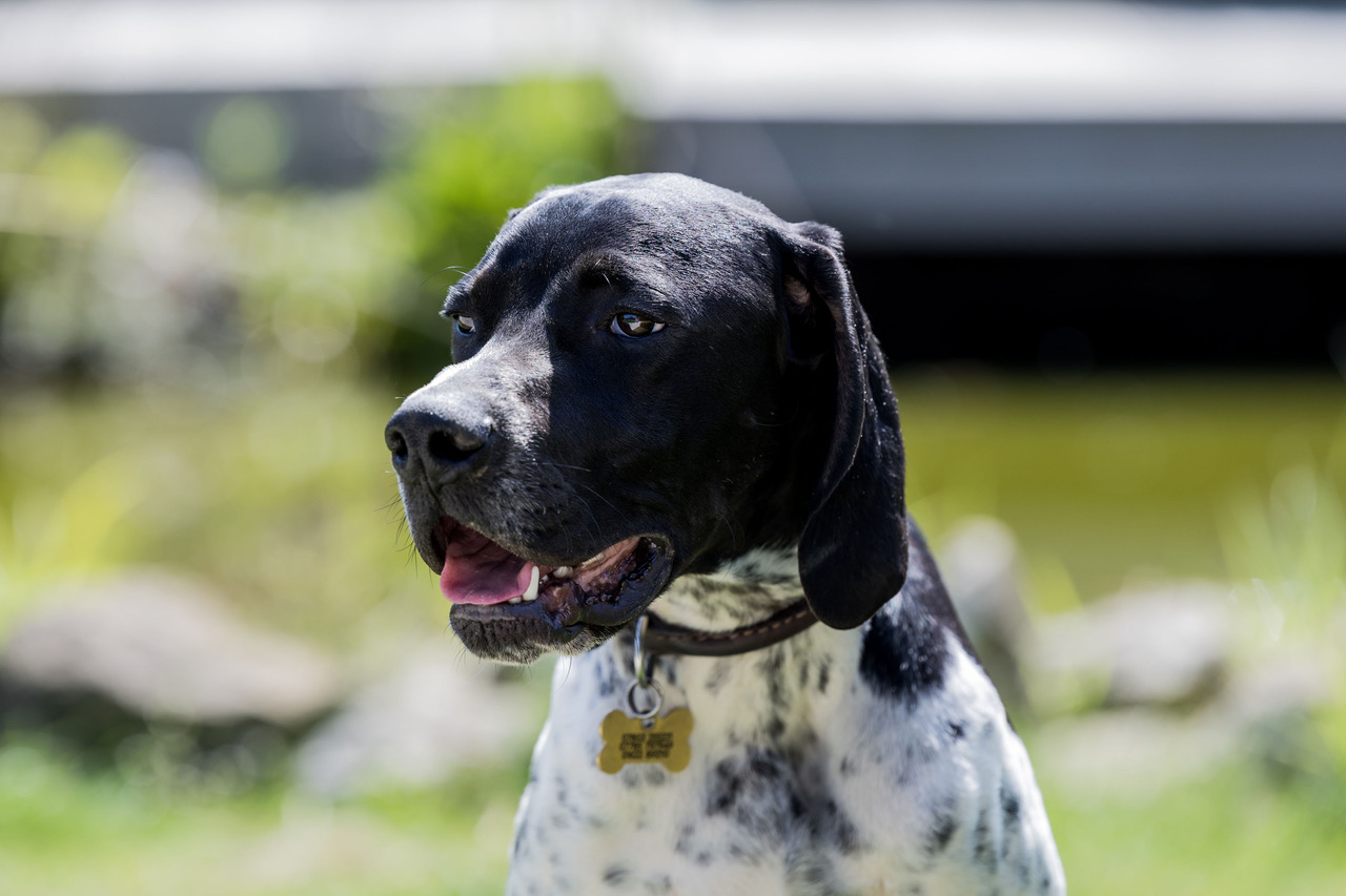 Our Pointer Journey - From both sides of the coin - Pointers In Need ...