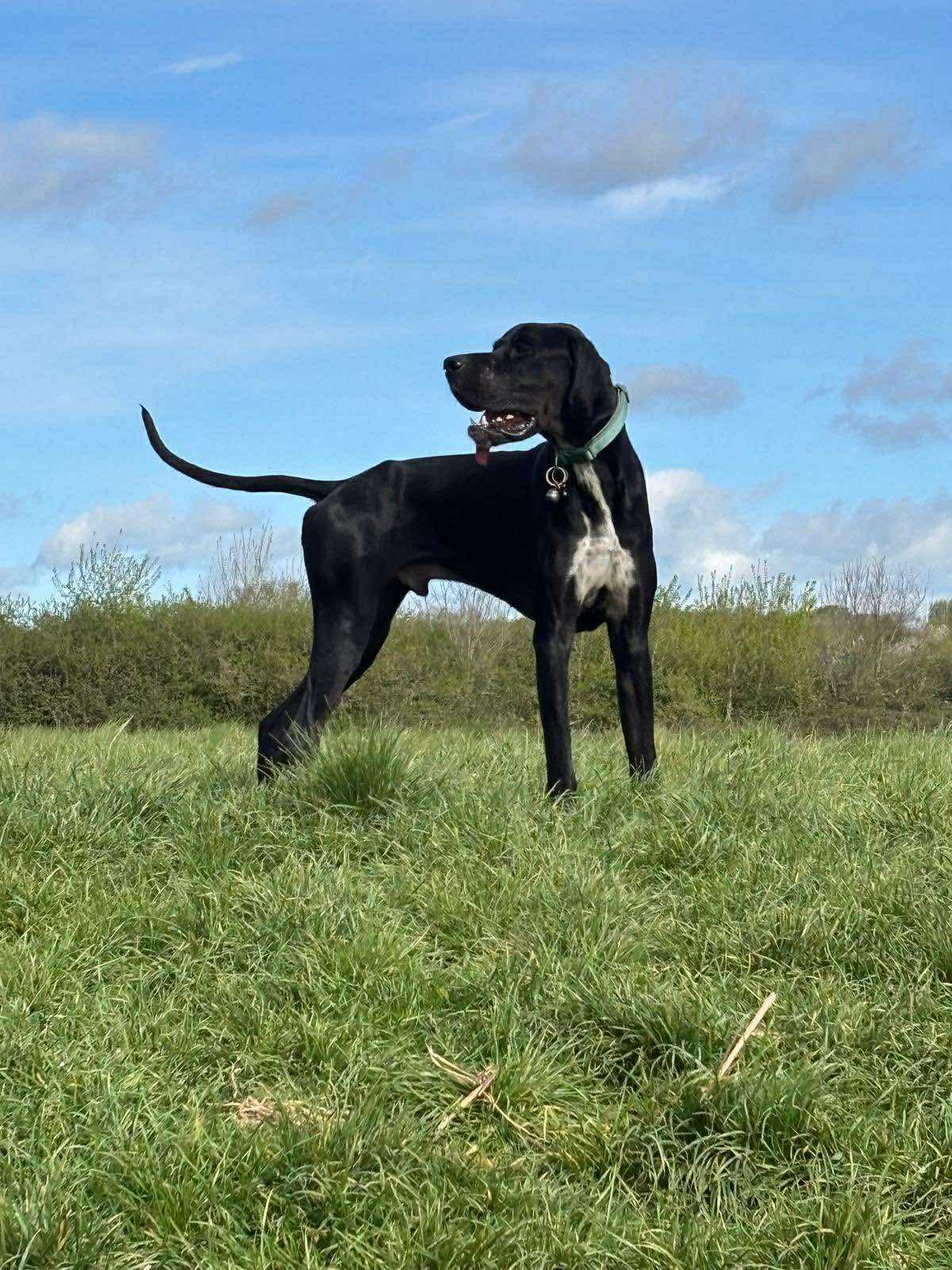Pointers In Need - Pointers of all sorts, all sizes, all ages - Luke's ...