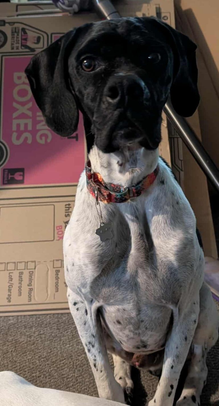 Christmas 2025 - Pointers In Need (English Pointer Rescue & Rehoming)