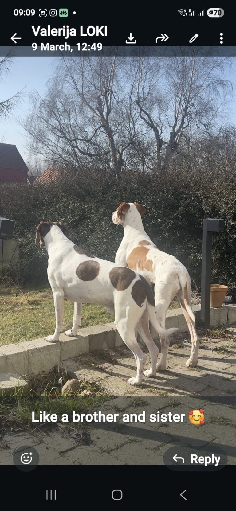 With thanks from Lady and the team - Pointers In Need (English Pointer ...