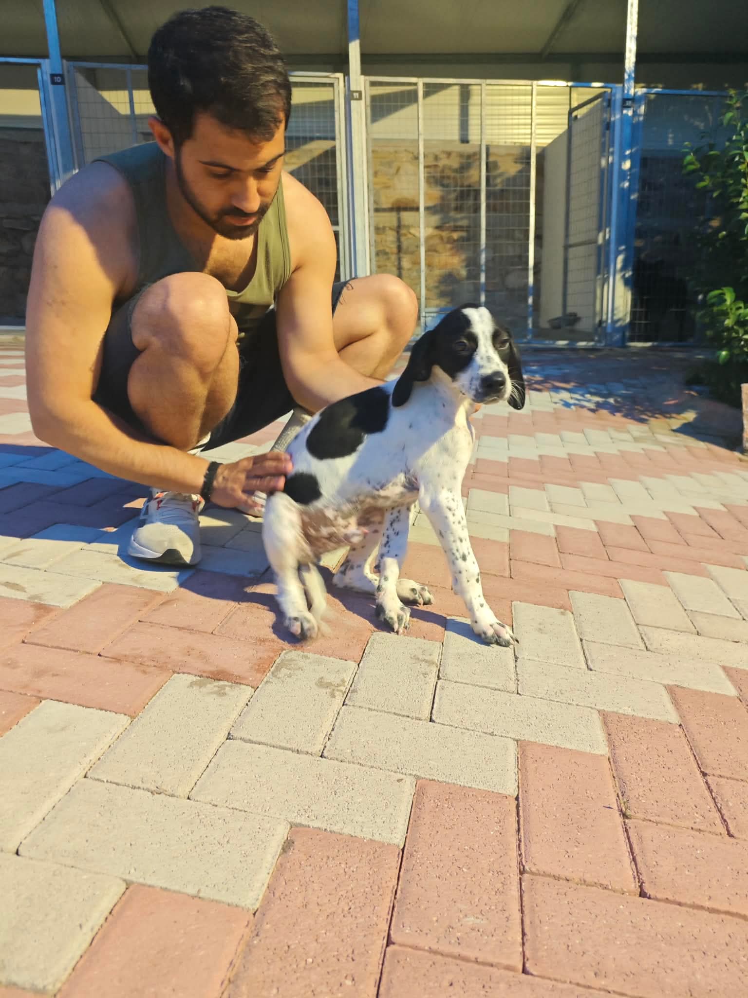 Takis - Pointers In Need (English Pointer Rescue & Rehoming)