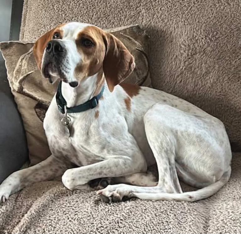 Barley's Story - Pointers In Need (English Pointer Rescue & Rehoming)