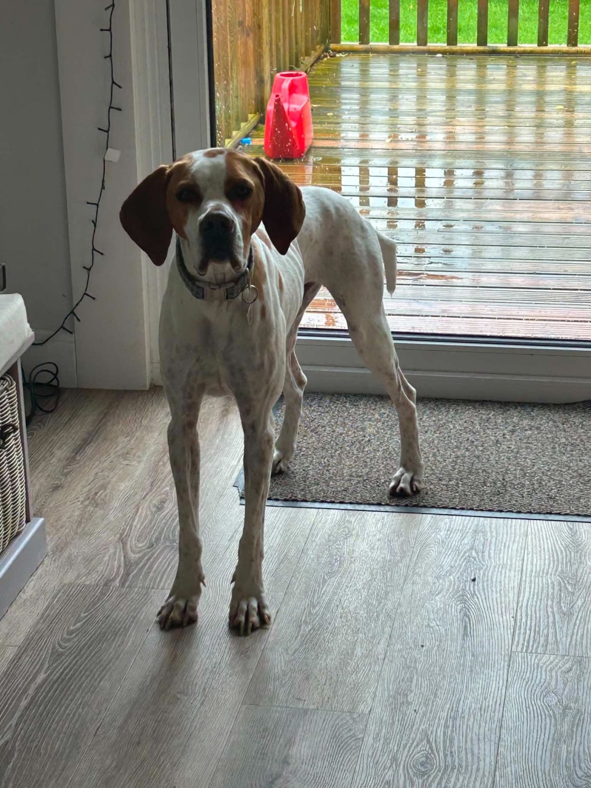 Barley's Story - Pointers In Need (English Pointer Rescue & Rehoming)